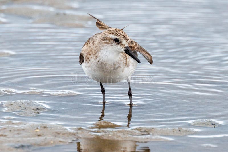 Red-necked Stint in Western Australia Stock Image - Image of beautiful ...