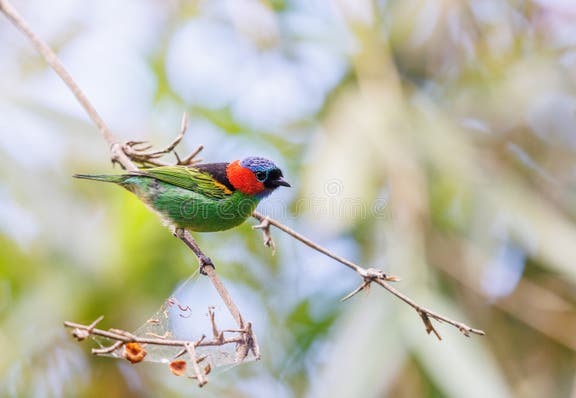 Red Necked Tanager Perched on a Tree Stock Image - Image of ...