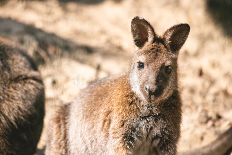 Red-necked Wallaby Close-up. Stock Image - Image of necked, body: 235530285