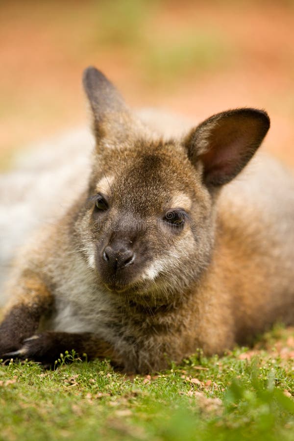 Red-necked Wallaby Lying on Green Grass Stock Image - Image of scene ...