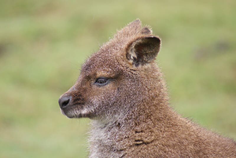 Red-necked Wallaby - Macropus Rufogriseus Stock Image - Image of animal ...