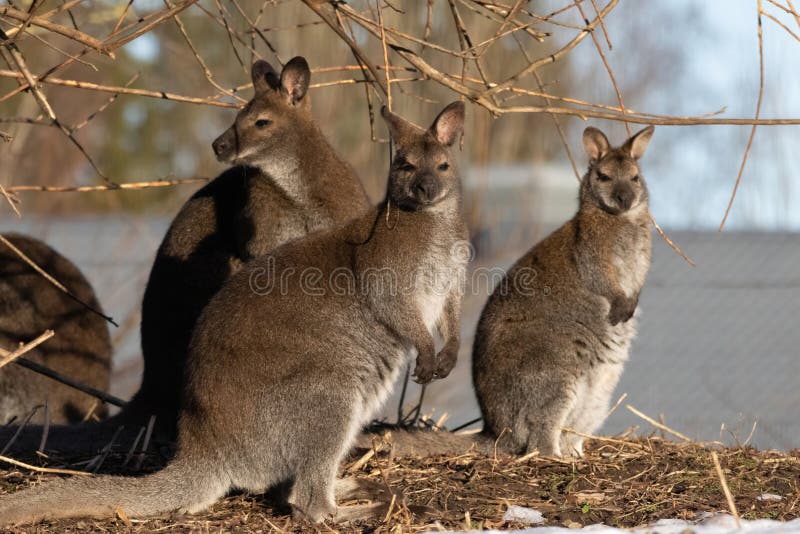 Red-necked Wallaby (Macropus Rufogriseus) Stock Photo - Image of ...