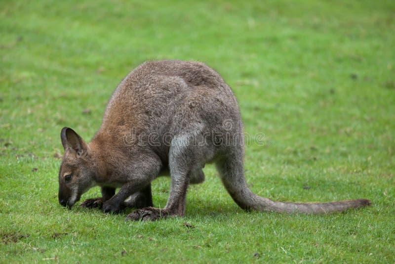 Red-necked Wallaby Macropus Rufogriseus Stock Image - Image of ...