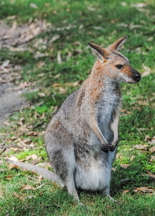 Red-necked Wallaby (Macropus Rufogriseus), in Queensland Stock Image ...