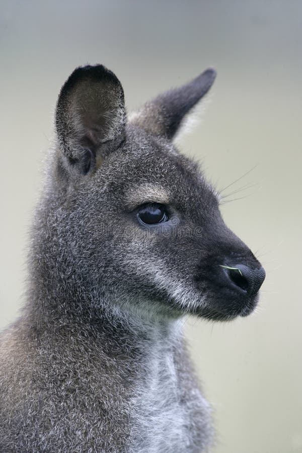 Red-necked Wallaby, Macropus Rufogriseus Stock Image - Image of wallaby ...