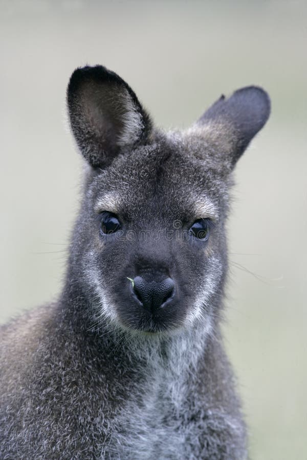 Red-necked Wallaby, Macropus Rufogriseus Stock Image - Image of wallaby ...