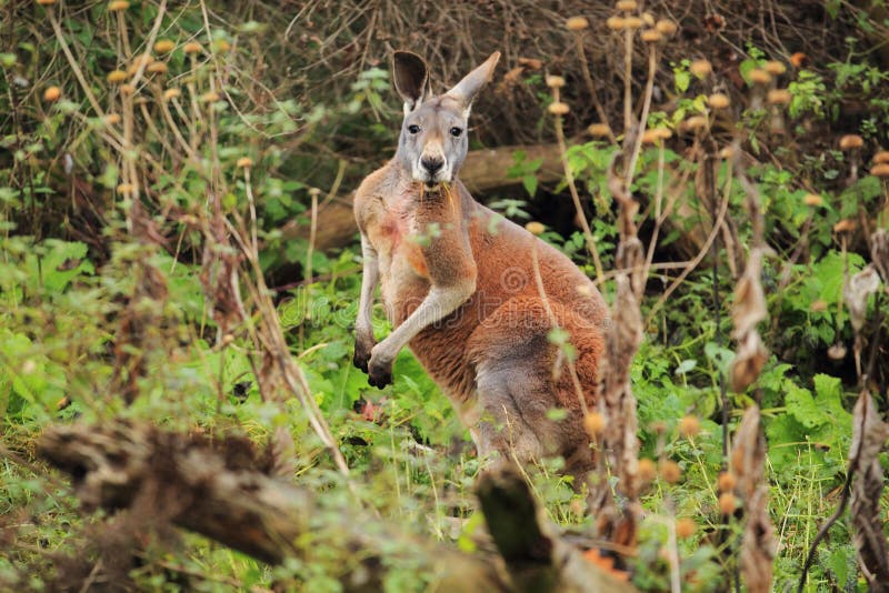 Red-necked wallaby stock image. Image of wild, grass - 47148991