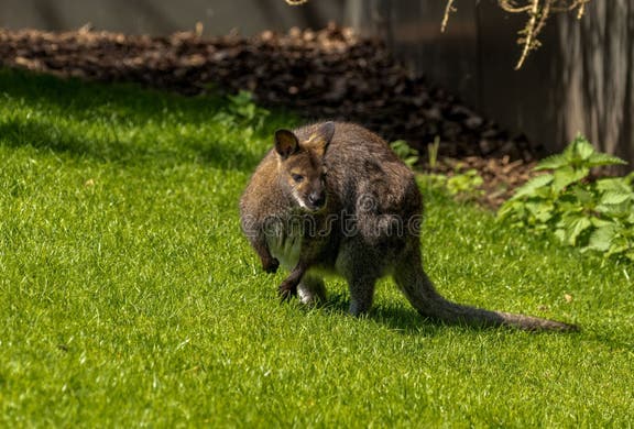 Red-necked Wallaby Standing on Green Grass Stock Image - Image of ...
