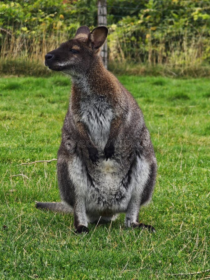 Red-necked wallaby stock image. Image of beautiful, bennetts - 371272887