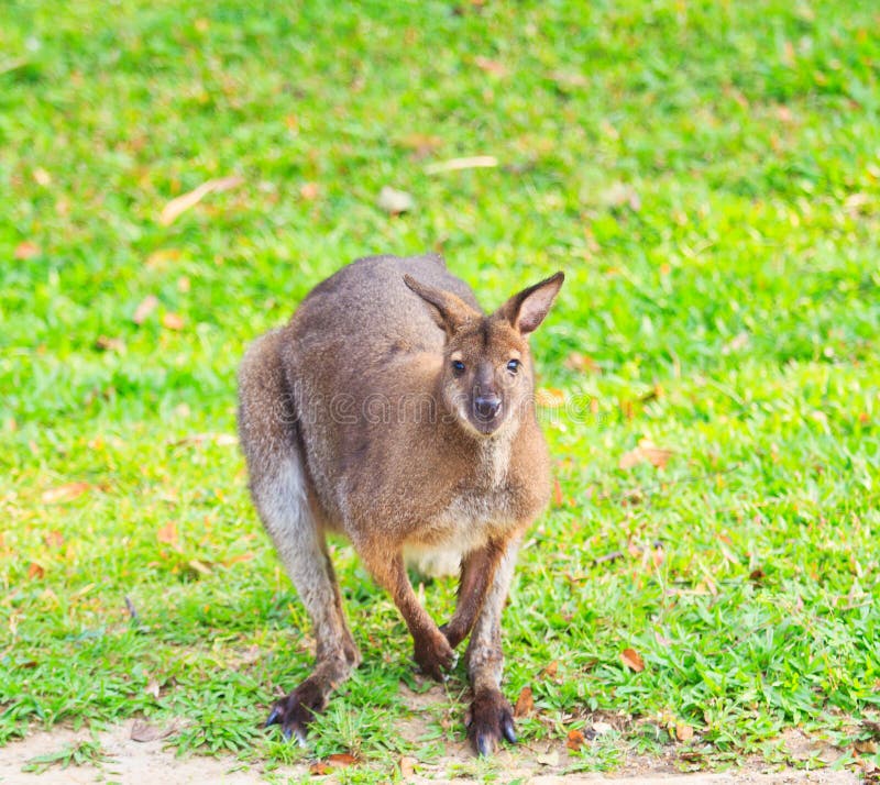 Red-necked wallaby stock photo. Image of legs, marsupial - 34729908