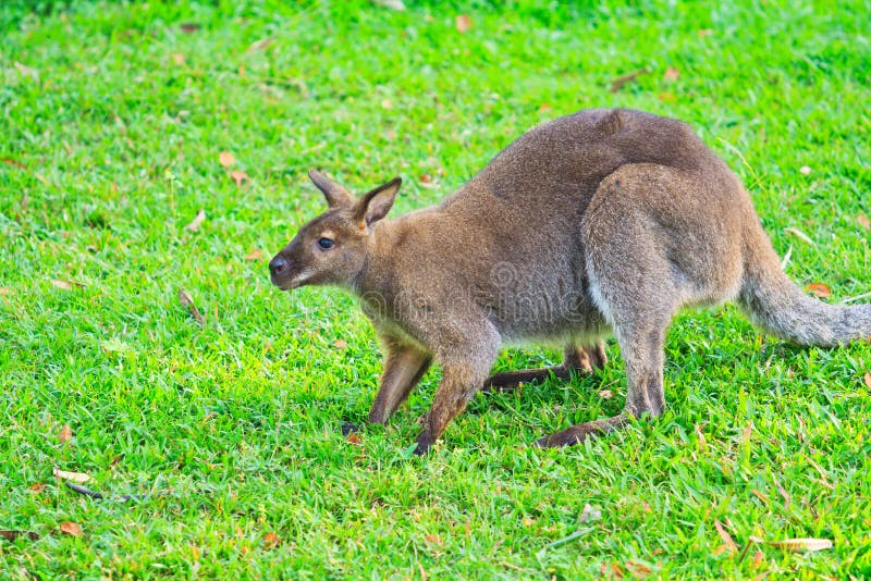Red-necked wallaby stock photo. Image of nature, australia - 34729996