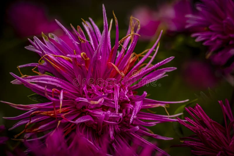 Red Needle Asters Bloom in the Summer Garden Stock Image - Image of ...