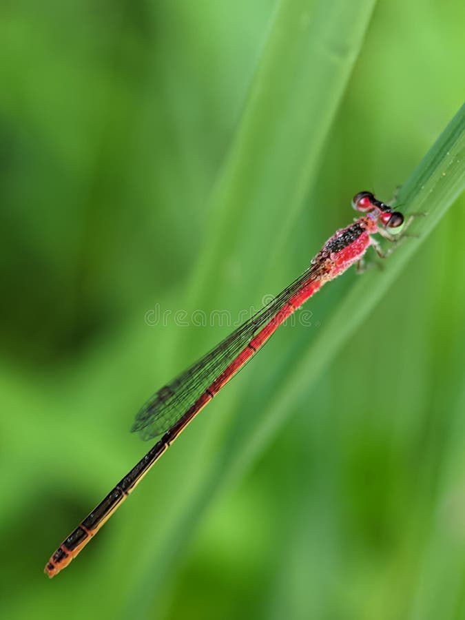 Red needle dragonfly stock image. Image of needle, animal - 373779549