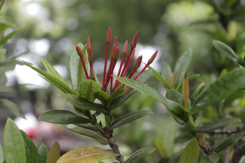 Red needle flower stock image. Image of green, grass - 216353645