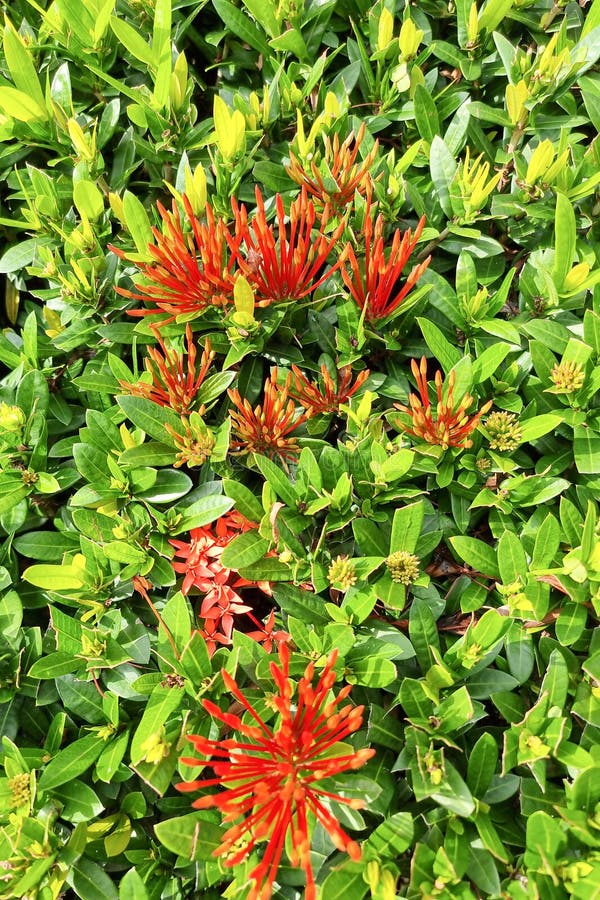 Red needle flower. stock photo. Image of needle, evergreen - 234479516