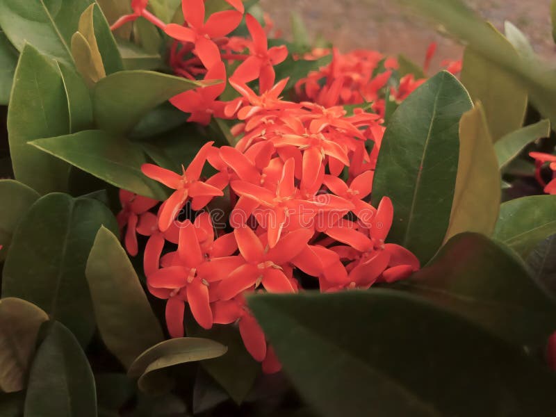 Red needle flower or ixora stock photo. Image of flower - 277608456