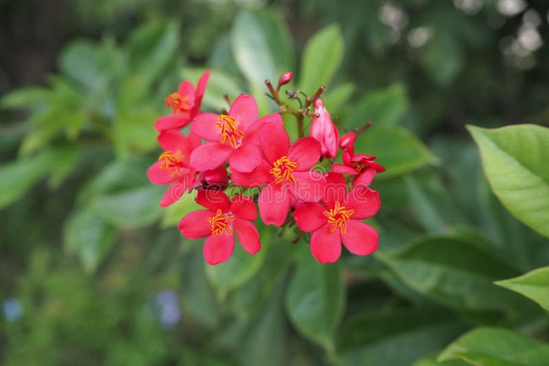 Red needle flower stock image. Image of background, beauty - 25457835