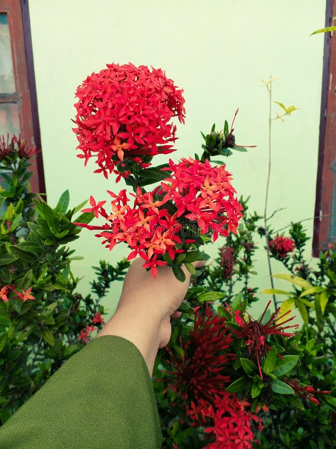 Red Needle Flower on a Sunny Day Stock Image - Image of needle, leaf ...