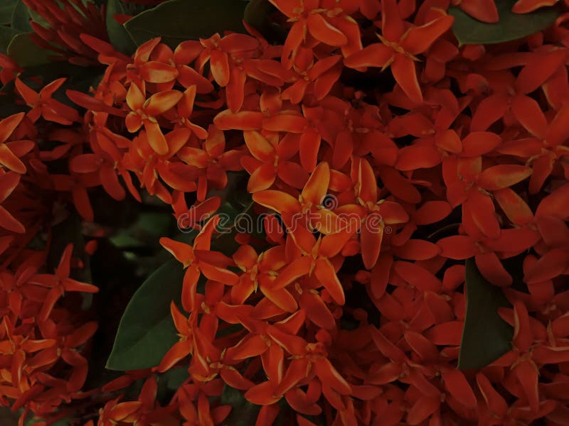 Blooming Red Niddle Flower Stock Photos - Free & Royalty-Free Stock ...