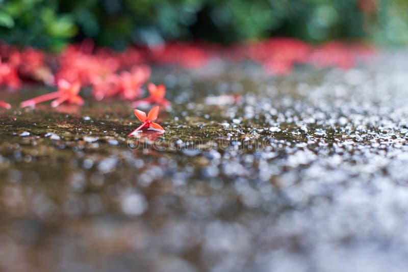 Red Needle Flowers after Being Rained, with Some Flowers Falling Stock ...