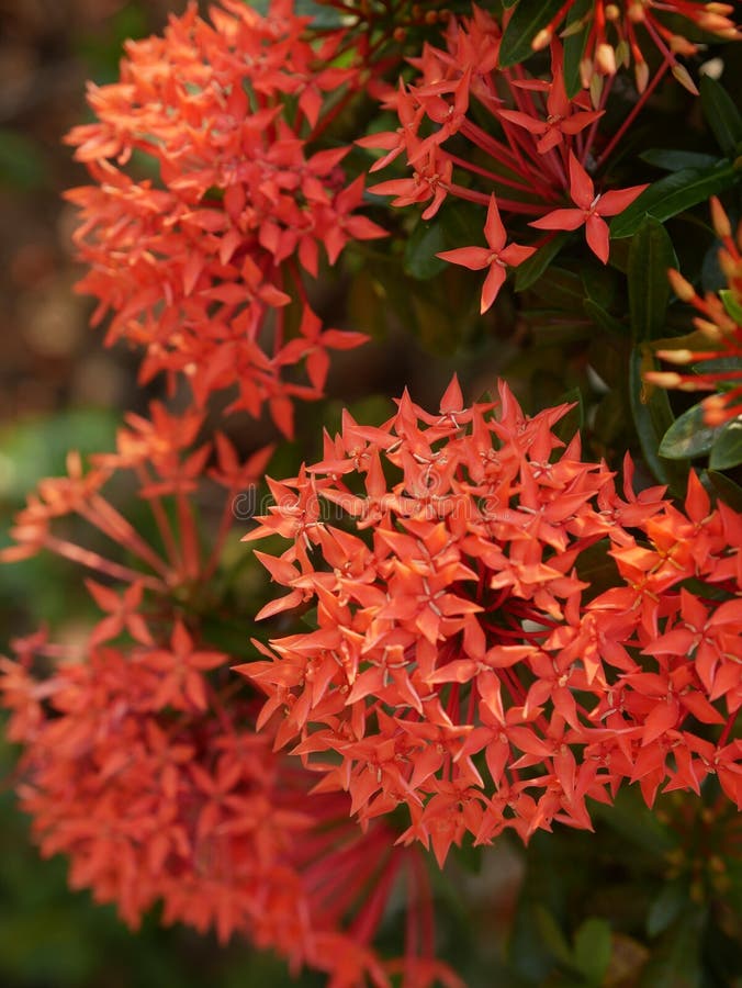 Red needle flowers stock photo. Image of needle, flowers - 141287616