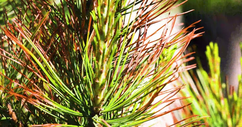 Red Needles on a Cedar Pine. Diseases of Conifers Stock Video - Video ...