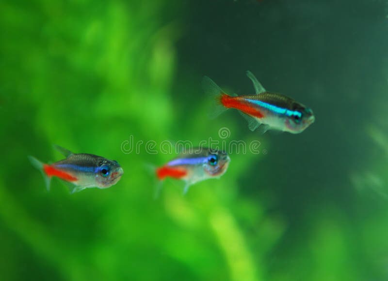 Red neon fish stock photo. Image of neon, scale, home - 5717728