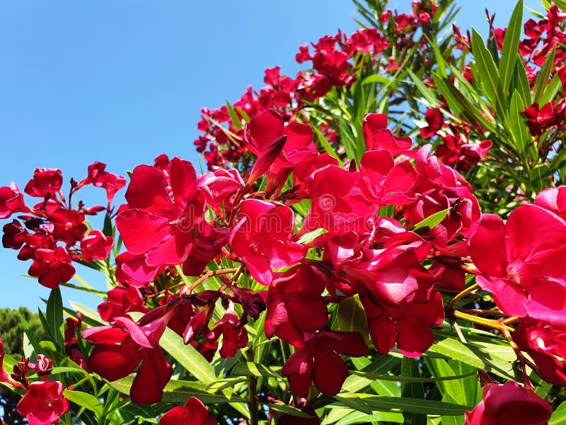 Red Nerium Oleander Flowers Stock Photo - Image of oleander, leaves ...