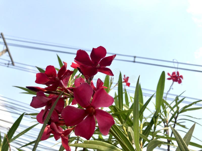 Red Nerium oleander stock photo. Image of bouquet, blooming - 183643150