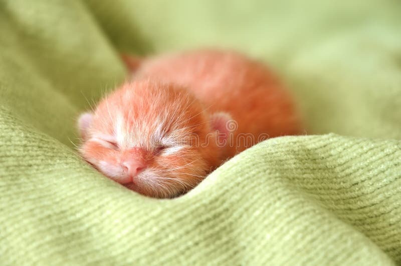 Red newborn kitten stock image. Image of portrait, fluffy - 89057739