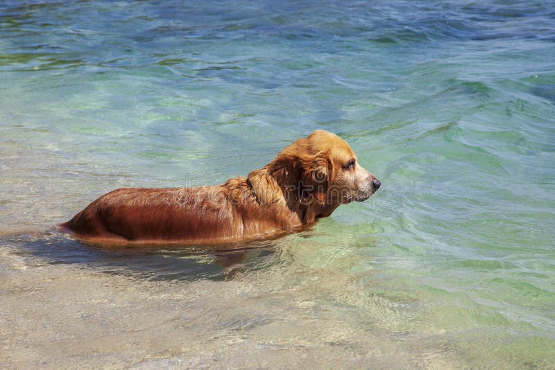 Red Newfoundland, a Rescue Dog on the Sea Stock Image - Image of ...