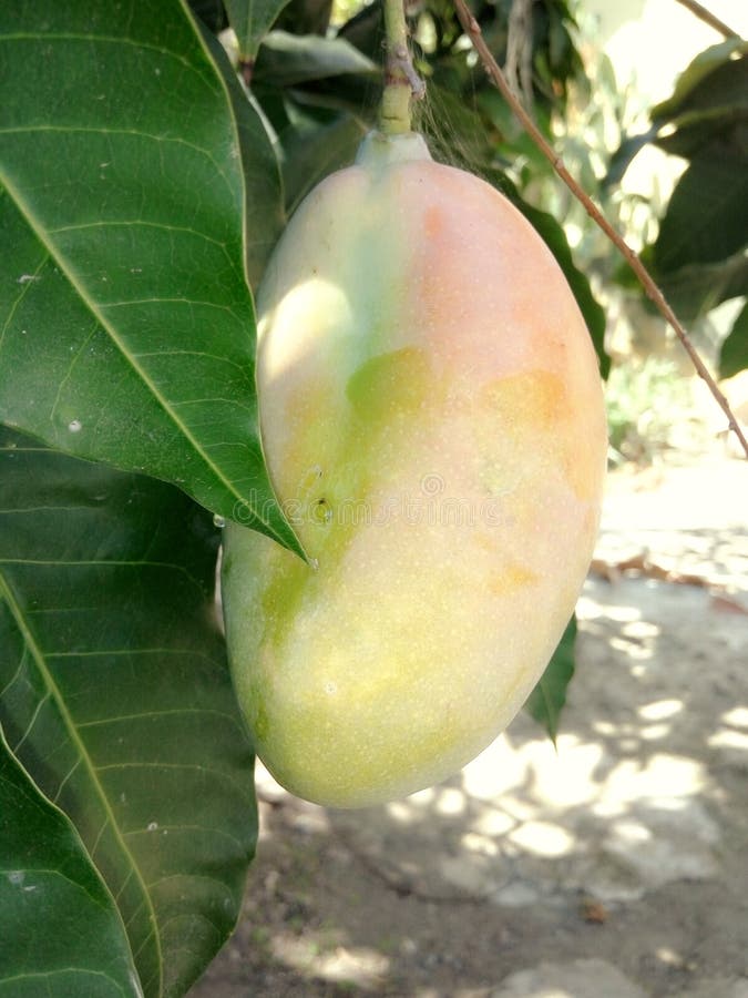 Mangoes nice stock photo. Image of plant, nice, mangoes - 131759220