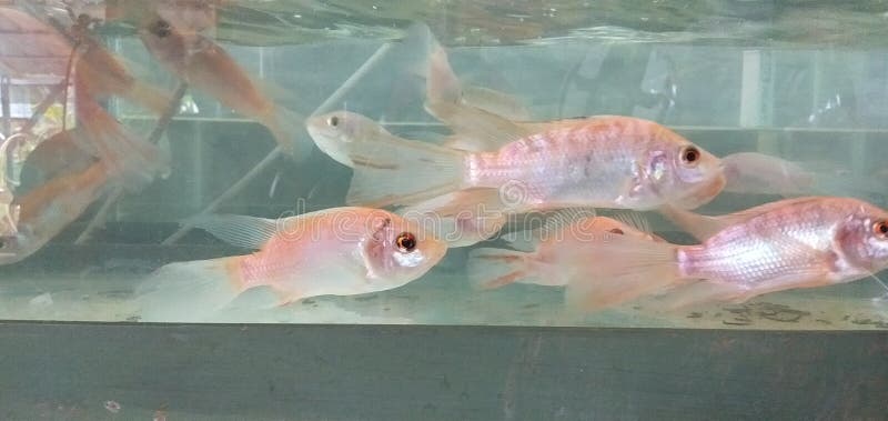 Red nifi fish stock image. Image of nifi, wildlife, aquarium - 236370785