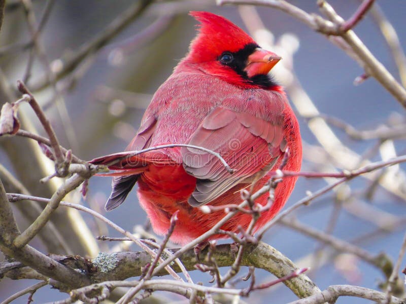 Red Cardinal Stock Images - Download 5,241 Royalty Free Photos