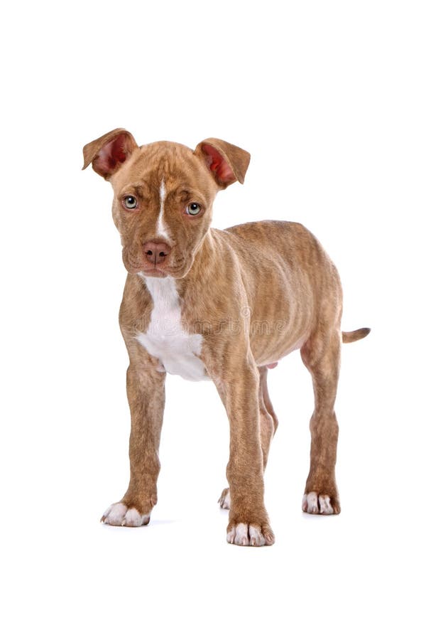 Red nose Pitbull puppy stock photo. Image of standing - 15742640