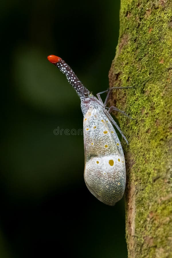 Red-nosed Lanternfly on Tree Trunk with Some Moss Plant Stock Photo ...