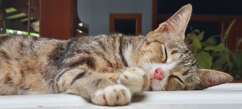 Nosed Sleeping Cat Stock Photos - Free & Royalty-Free Stock Photos from ...