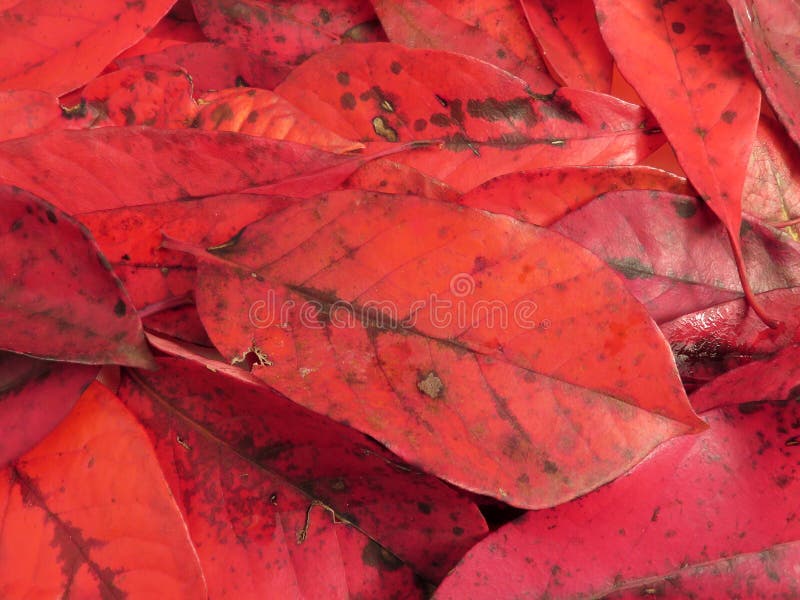 Red November Autumn Leaves stock photo. Image of autumn - 163594586