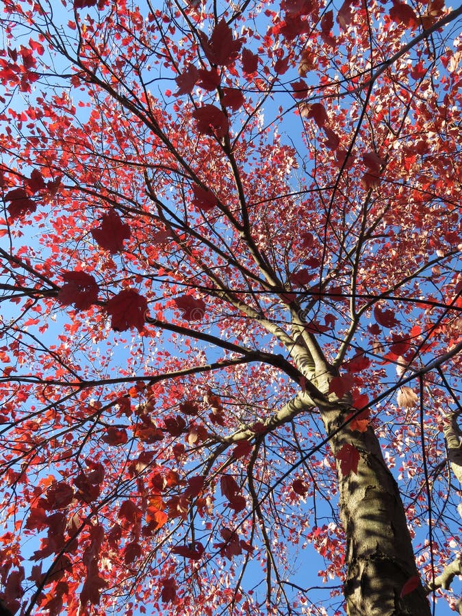 Red November Autumnal Tree stock photo. Image of leaves - 163917556