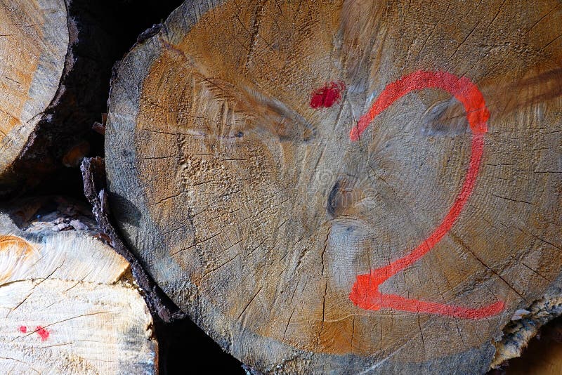 Red Number on a Trunk in the Stack of Piled Fir Tree Logs. Stock Image ...