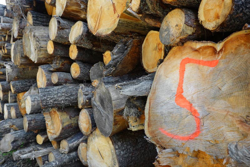 Red Number on a Trunk in the Stack of Piled Fir Tree Logs. Stock Image ...