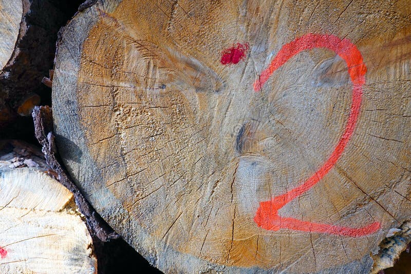 Red Number on a Trunk in the Stack of Piled Fir Tree Logs. Stock Photo ...