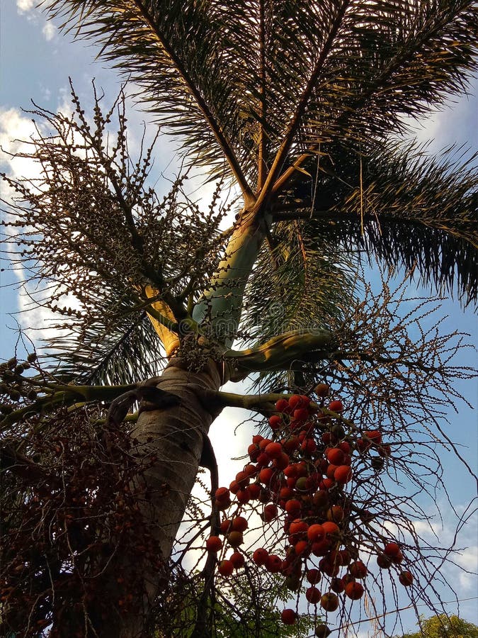 Red nut bearing tree stock photo. Image of tropical - 147443022