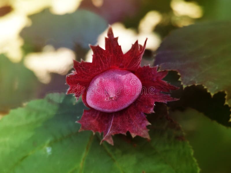 Red Nut on a Tree in the Garden Stock Photo - Image of green, garden ...