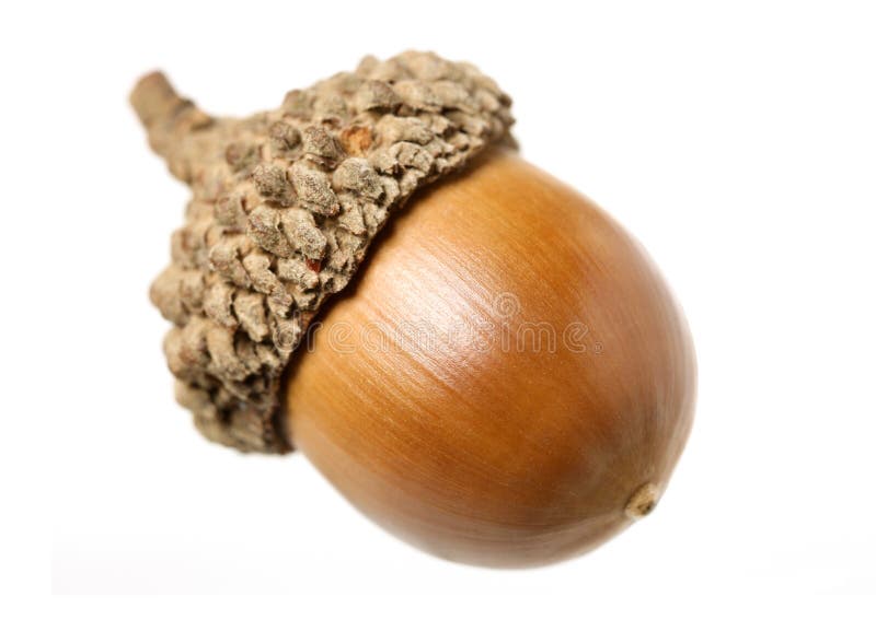Red oak acorn stock image. Image of acorn, white, isolated - 27025845