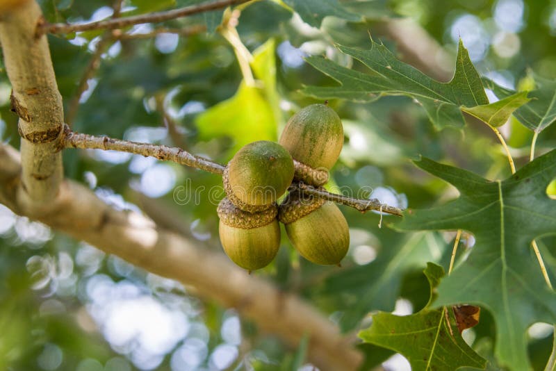 A cluster of acorns stock image. Image of acorns, tree - 127052217