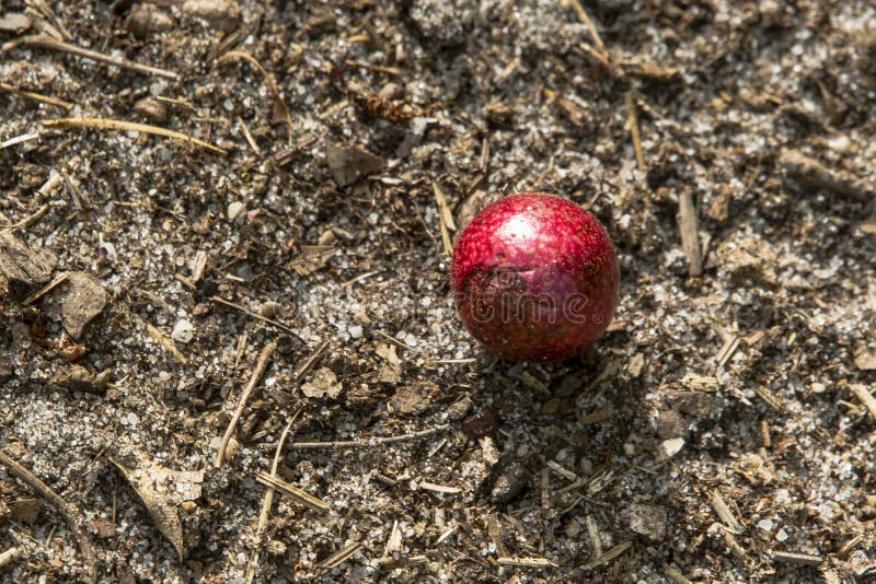 Red Oak Apple Gall with Pollen Stock Photo - Image of pollen, larvae ...