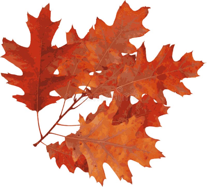 Red oak Autumn. stock vector. Illustration of norway, beauty - 5888484