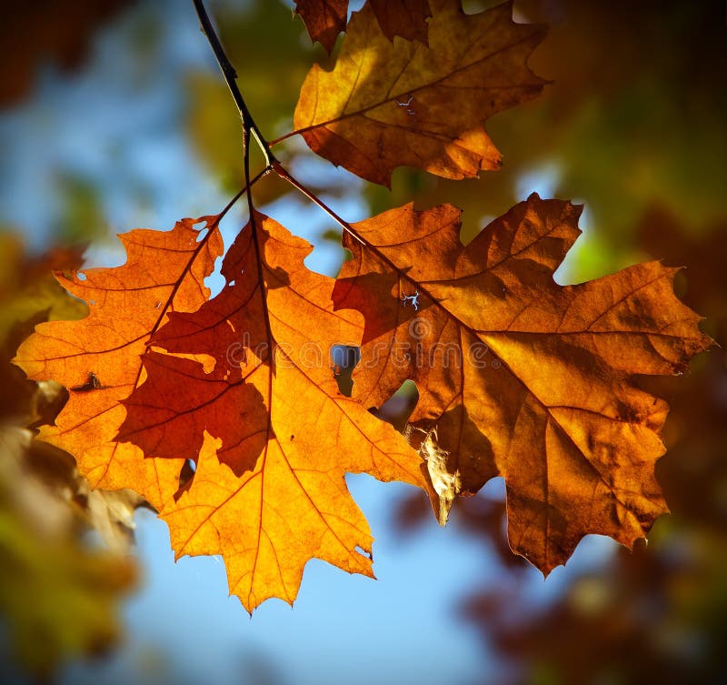 Red oak autumn leaves stock image. Image of blue, color - 10091841