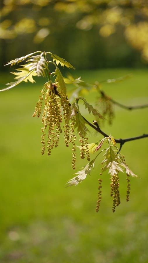Red Oak Blossom Captured in April Stock Photo - Image of green, natural ...